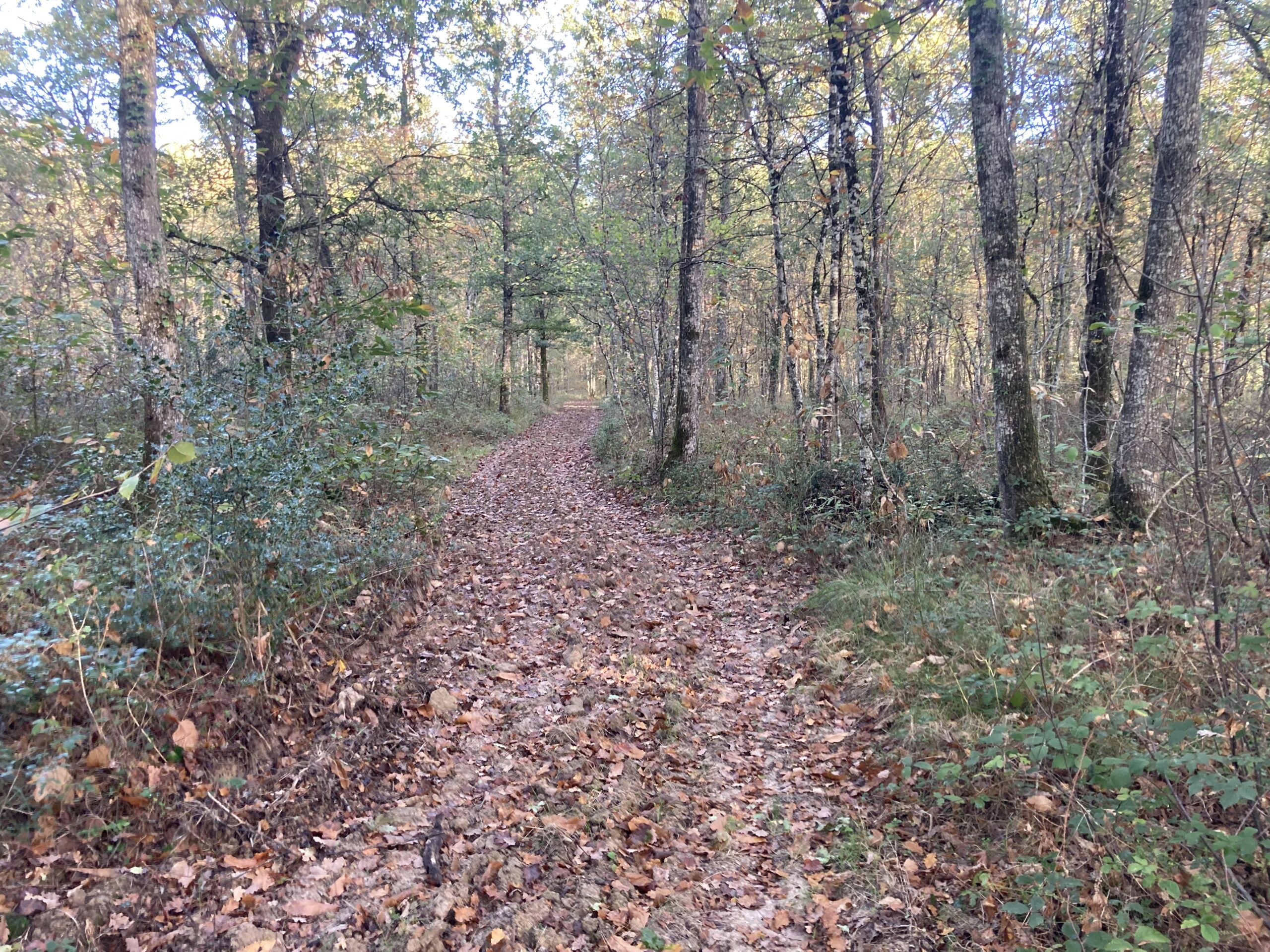 Forêt feuillue de production et d'agrément - Pierre Aussedat
