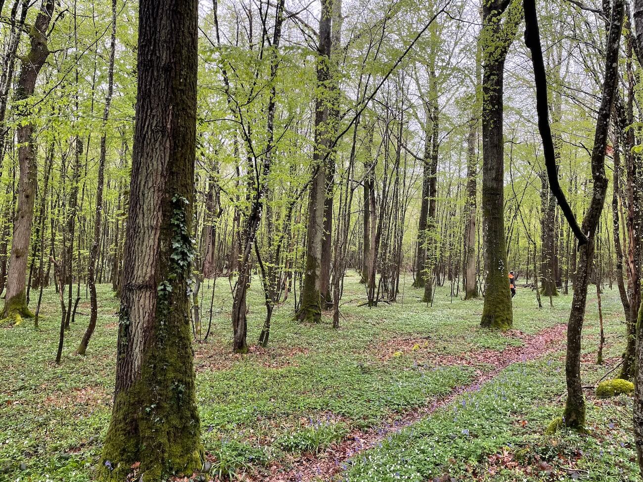 Belle forêt de production feuillue - Pierre Aussedat