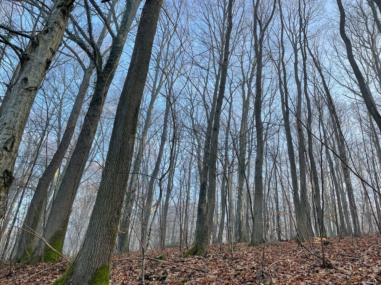 Forêt de production feuillue - Pierre Aussedat