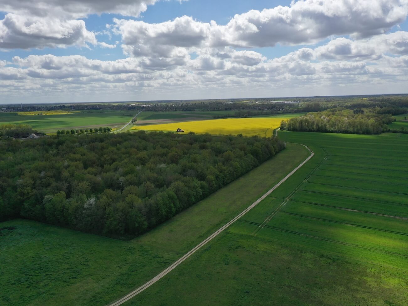 Forêt feuillue de production et d’agrément - Pierre Aussedat